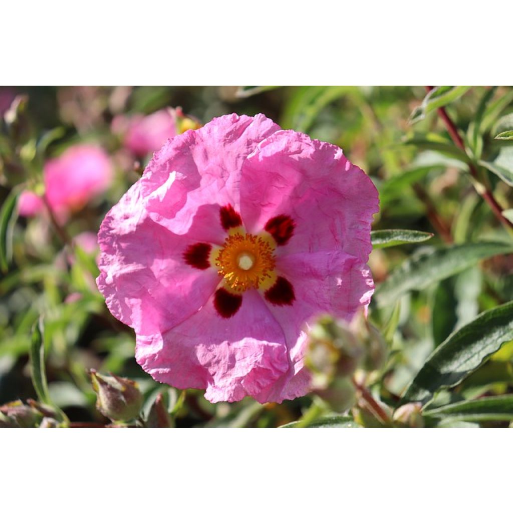 Organic Rock Rose Essential Oil - Cistus ladanifer
